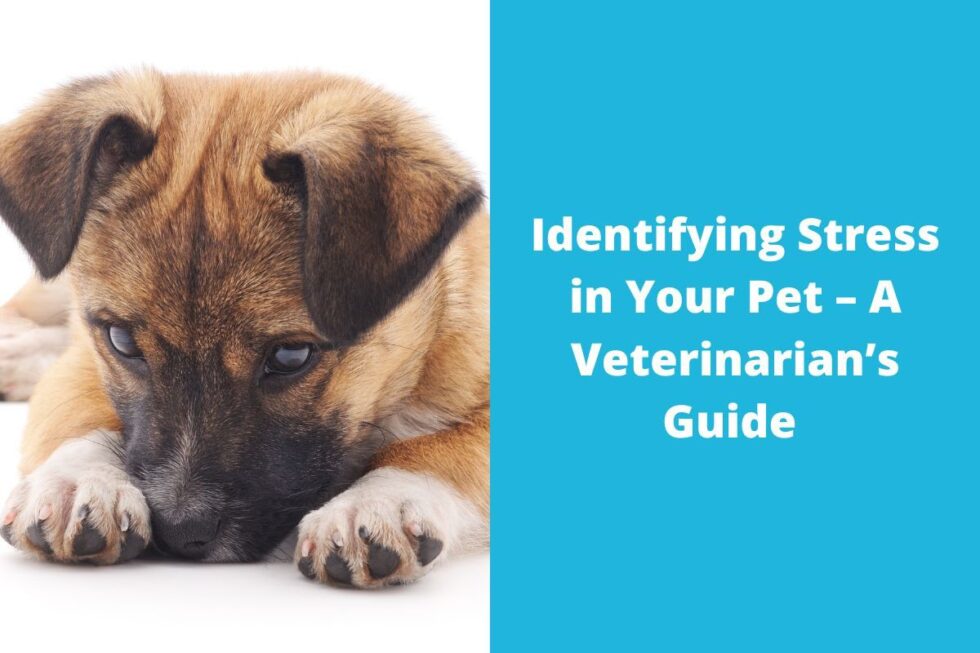 Identifying Pet Stress: A Veterinarian’s Guide
