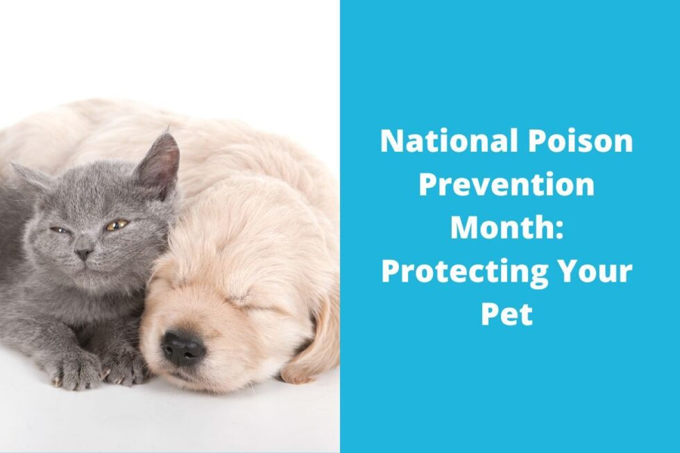 National Poison Prevention Month: Safeguarding Your Pet